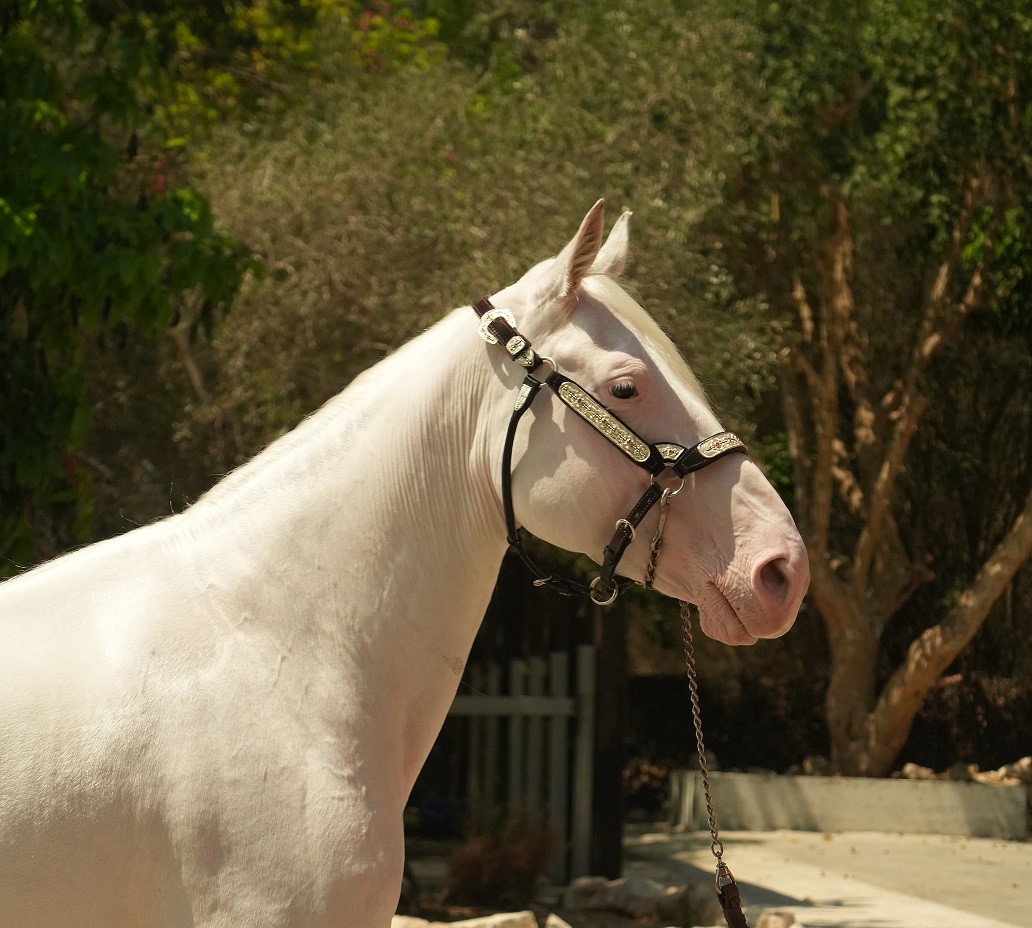 CARBONADOS NANCY BEE - חוות טנסי